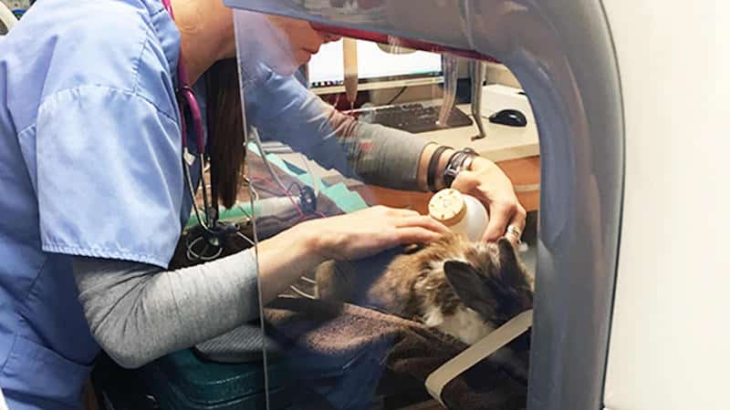 VetCAT - Portable CT Scanner for Veterinarians