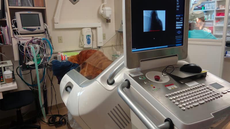 VetCAT IQ - Dental and Dermatology CT Scanner for Veterinarians