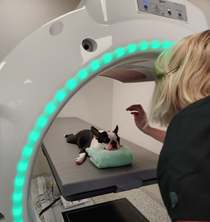vTRON Imaging is the Future of Diagnostic Animal Care