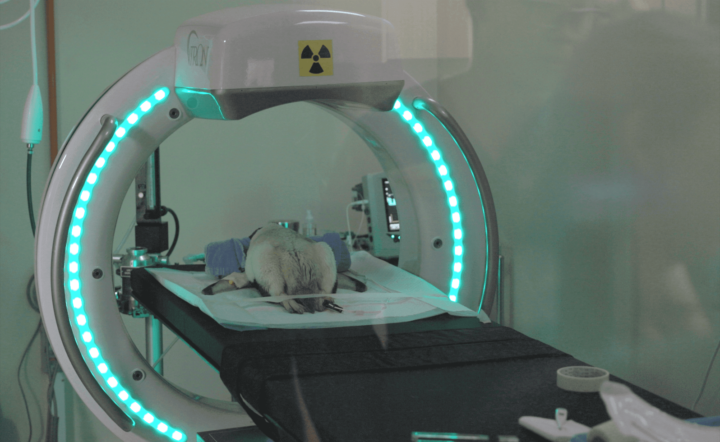 vTRON™ Delivers Diagnostic Imaging to Singapore’s Bird Paradise